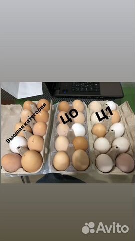 Домашняя птица(курица, утка, гусь), куриное яйцо