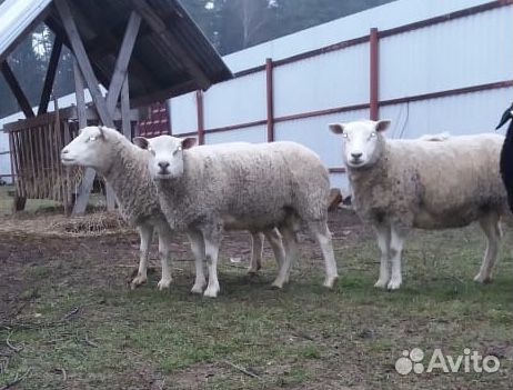 Баран Тексель 100
