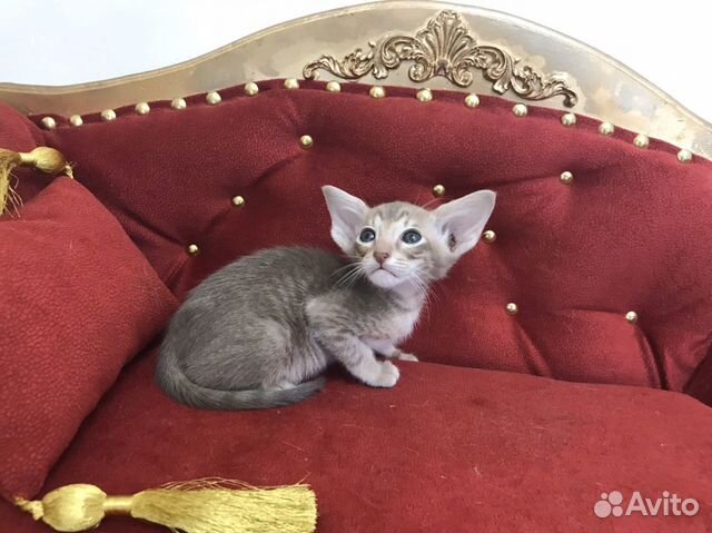 Ориентальная девочка Венера