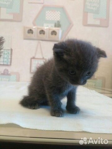 Вислоухий котеночек