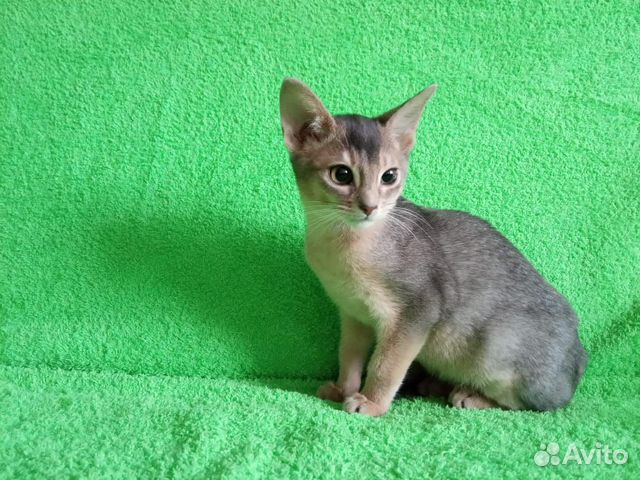 Мальчик, цена с правом разведения