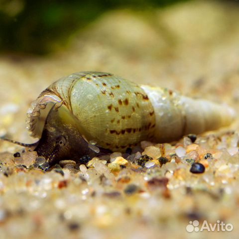 Грунтовая улитка Мелания