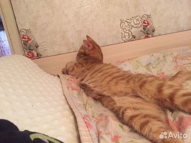 Отдам рыжую красавицу