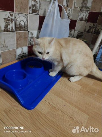 Отдам в хорошие руки