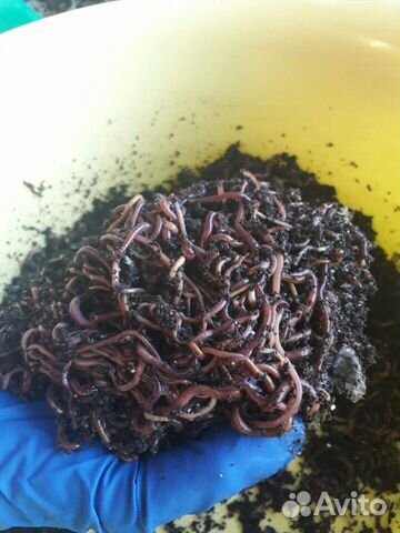 Червь для разведения