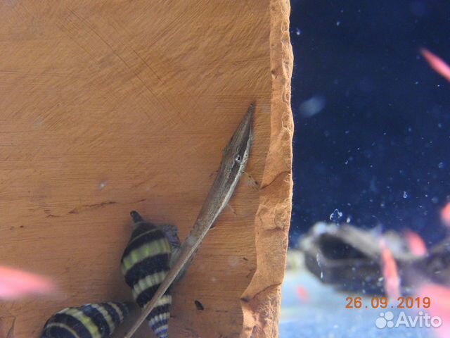 Фарловелла акус (Farlowella acus)