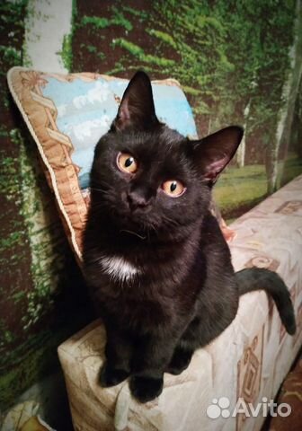 Котёнок в дар