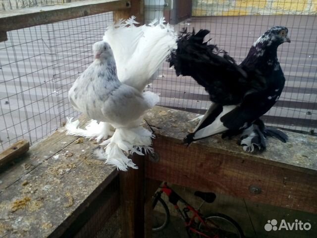 Статные Голуби