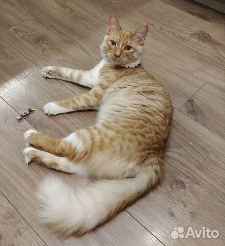 Мартин 11 мес ищет дом