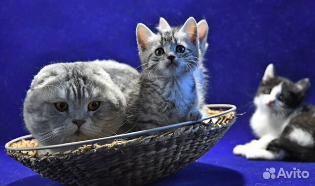 7 котят (метисы шотландцев) доставка