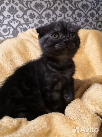 Шотландские котята