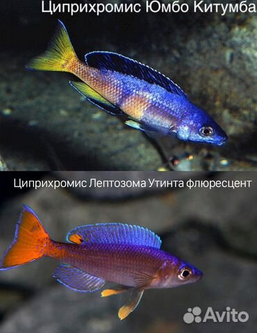 Редкая тангоника (новое)