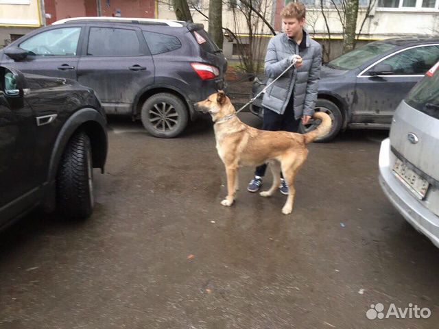 Пристроить в хорошие руки