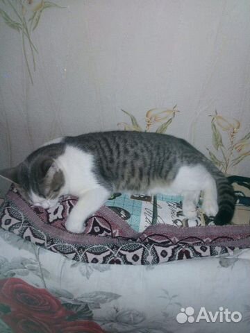 Кошечка 2мес. в дрбрые руки. к туалету не приученн