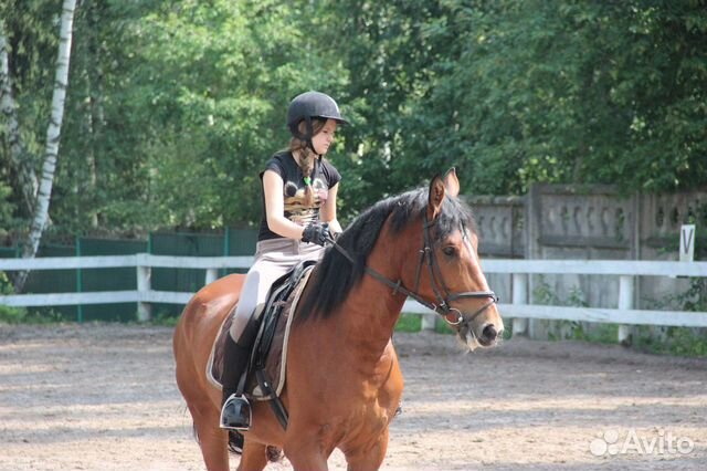 Продам лошадь. Владимирский тяжеловоз