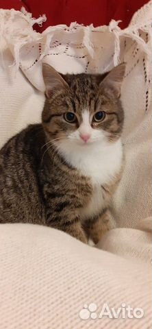 Уютный котенок Кеша ждет своих родителей