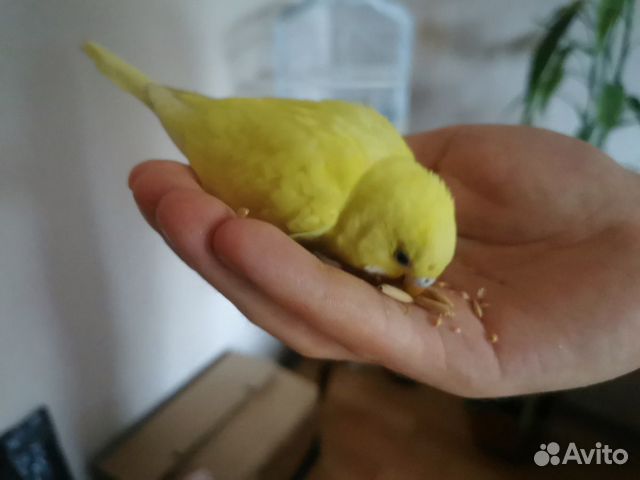 Ручной лютиновый волнистик птенец