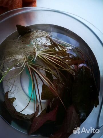 Криптокорина обмен