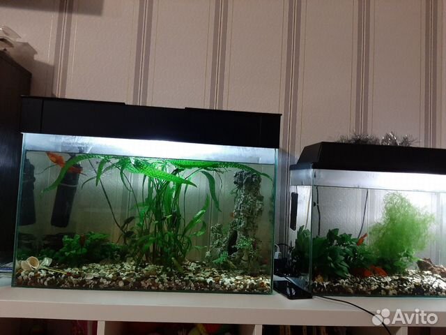 Аквариум