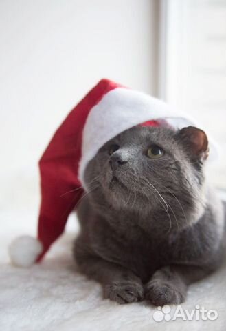 Потрясающий кот в хорошие руки