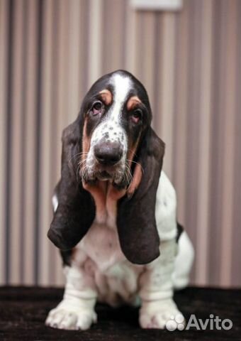 Щенок бассет-хаунда