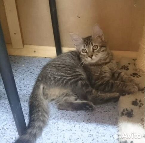 Кошка в добрые руки
