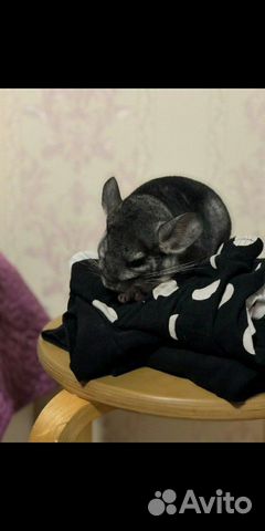 Шиншилла и клетка