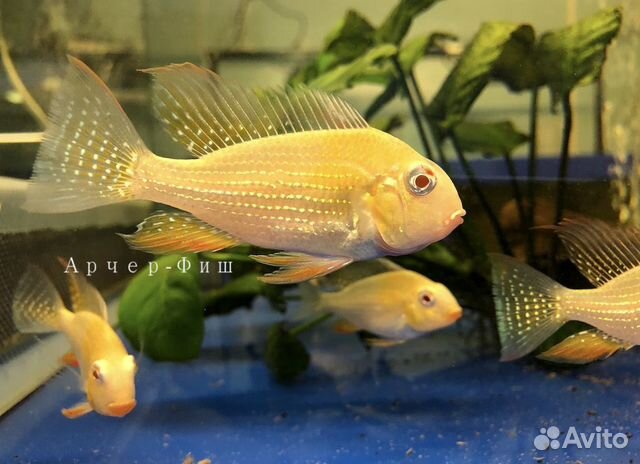 Акарихтис хеккеля альбинос (Acarichthys heckelii)