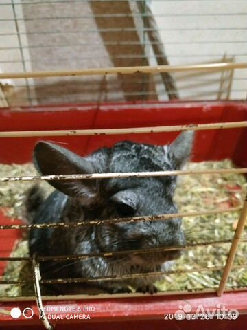 Отдам шиншилу с клеткой в добрые руки.в связи с от