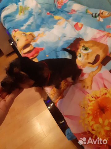 Смесь ерка и чихуашки