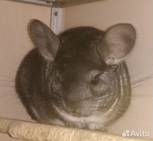 Шиншилла.девочка.11мес.стандарт