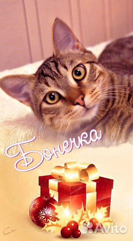 Котенок Боня (мальчик)