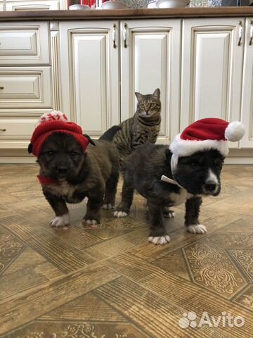 Продам щенков