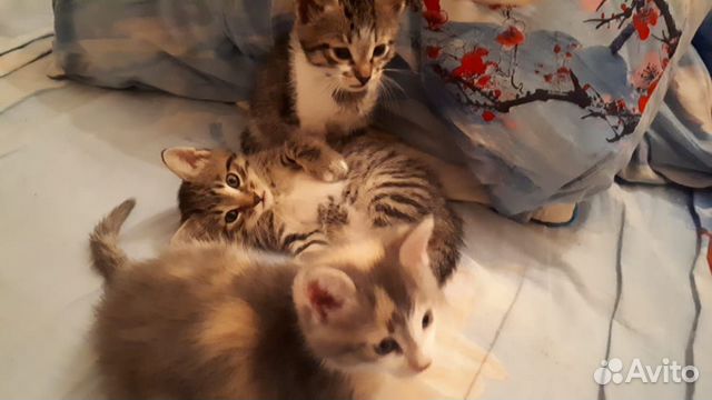 Котята новогодние