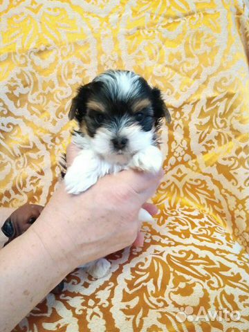 Щенки породы бивер