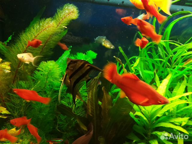 Меченосцы рыбки