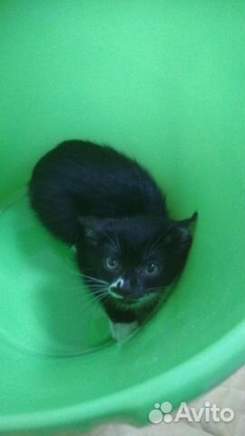 Черный котенок в очень добрые руки