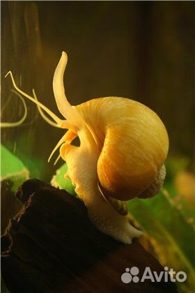 Продам рыбок и улиток Ампулярии