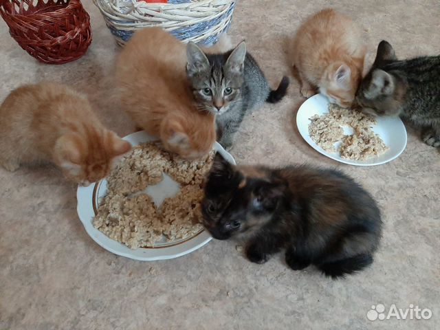 Домашние котята