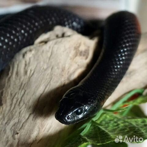 Змея нигрита