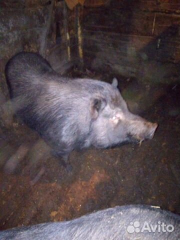 Вьетнамский хряк