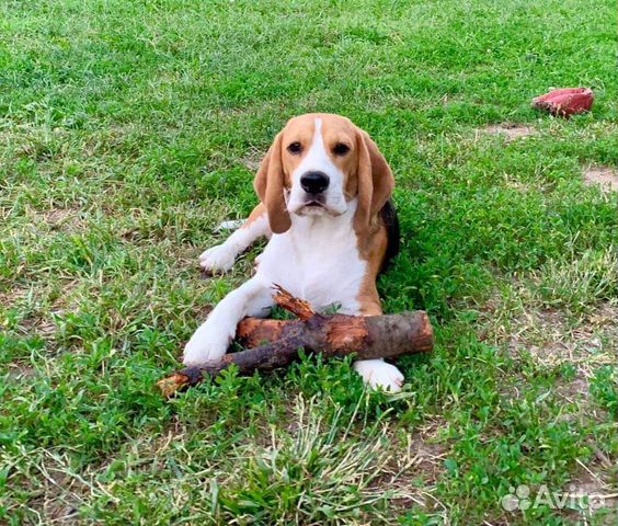 Кобель породы бигль, 12 месяцев, очень ласковый жд
