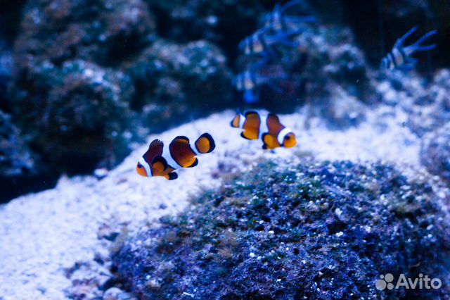 Рыбка немо Немо,Amphiprion ocellaris