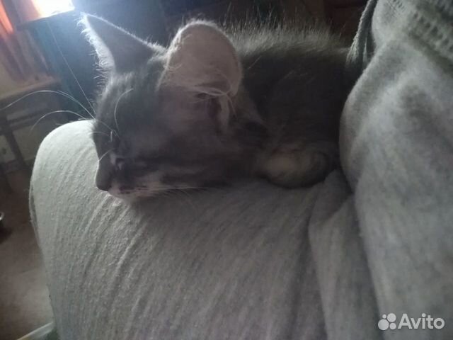 Кошка 1,5 месяца