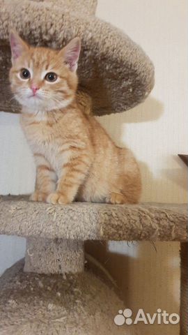 Котенок рыжий Тимошка 3мес