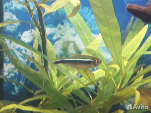 Неоны чёрные