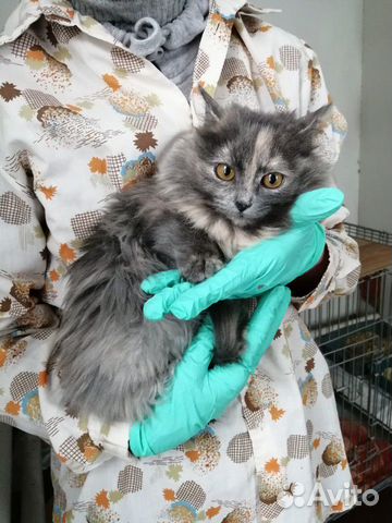 Котенок 4-5 месяцев