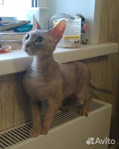 Котенок(девочка) породы Ориентальная