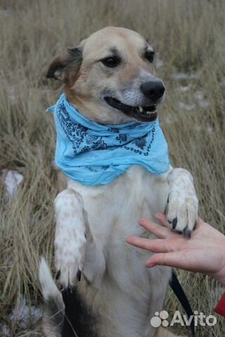 Ласковая собака Мия в добрые руки бесплатно