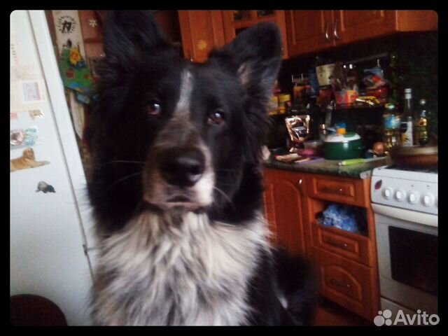 Метис бордэр колли кабель 4 года.случка,вязка